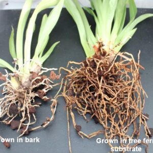 Tree Fern Orchid Substrate | Orchid Den